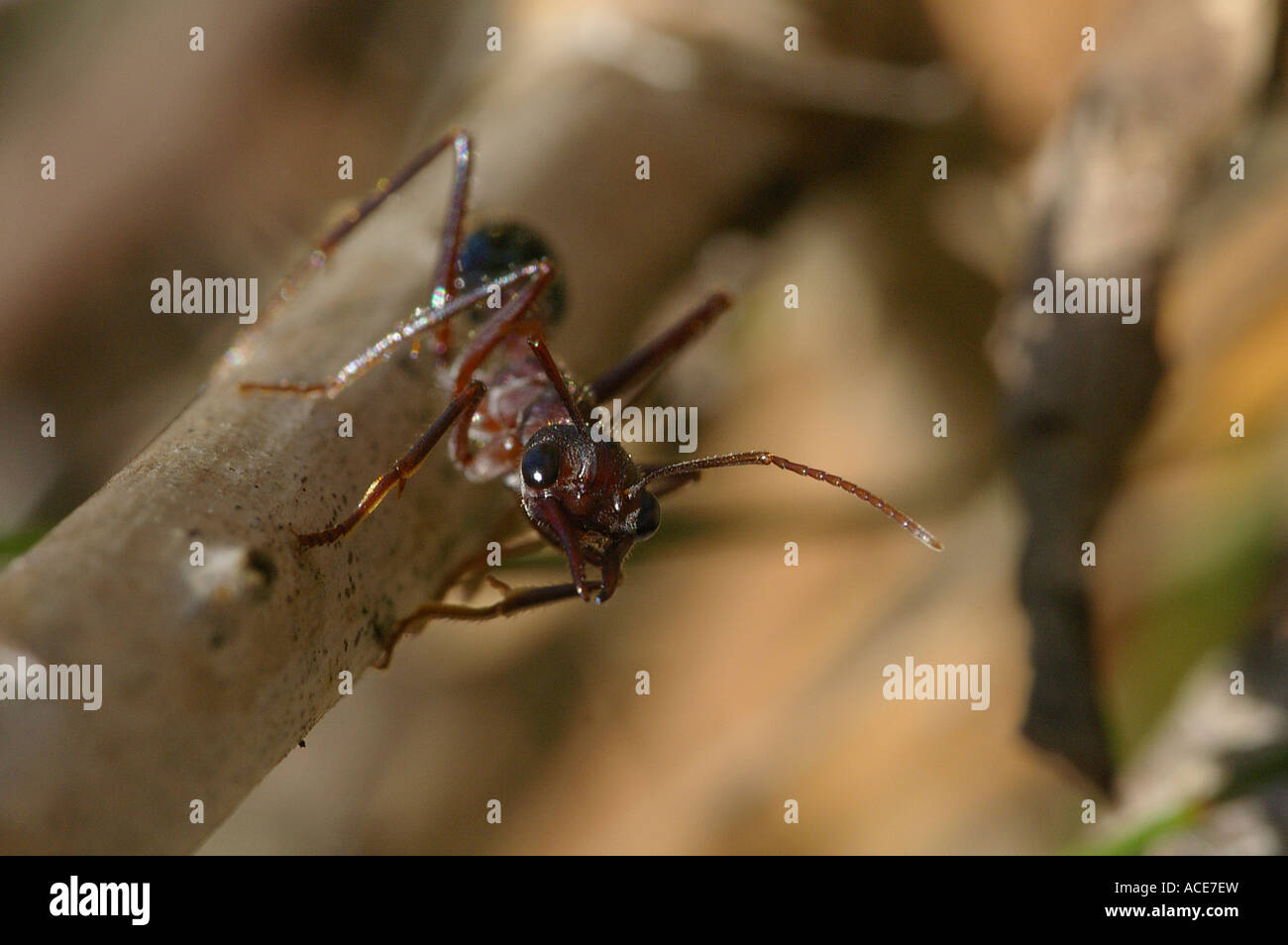 Bull ant bulldog jaws hi-res stock photography and images - Alamy