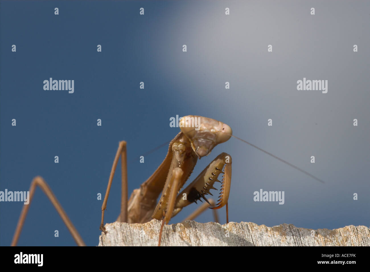 Female Preying Mantis Stock Photo - Alamy