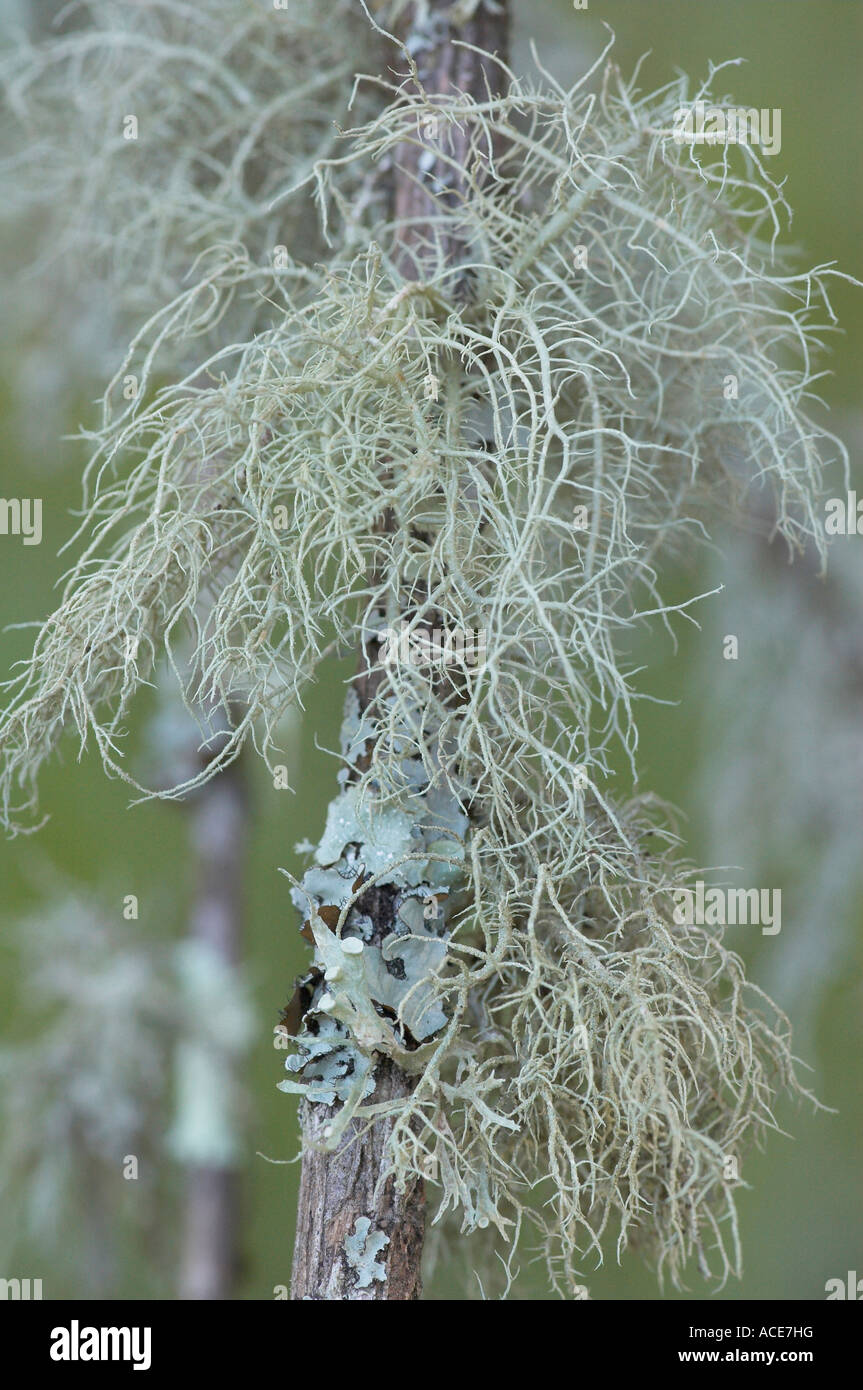 Branching lichen hi-res stock photography and images - Alamy