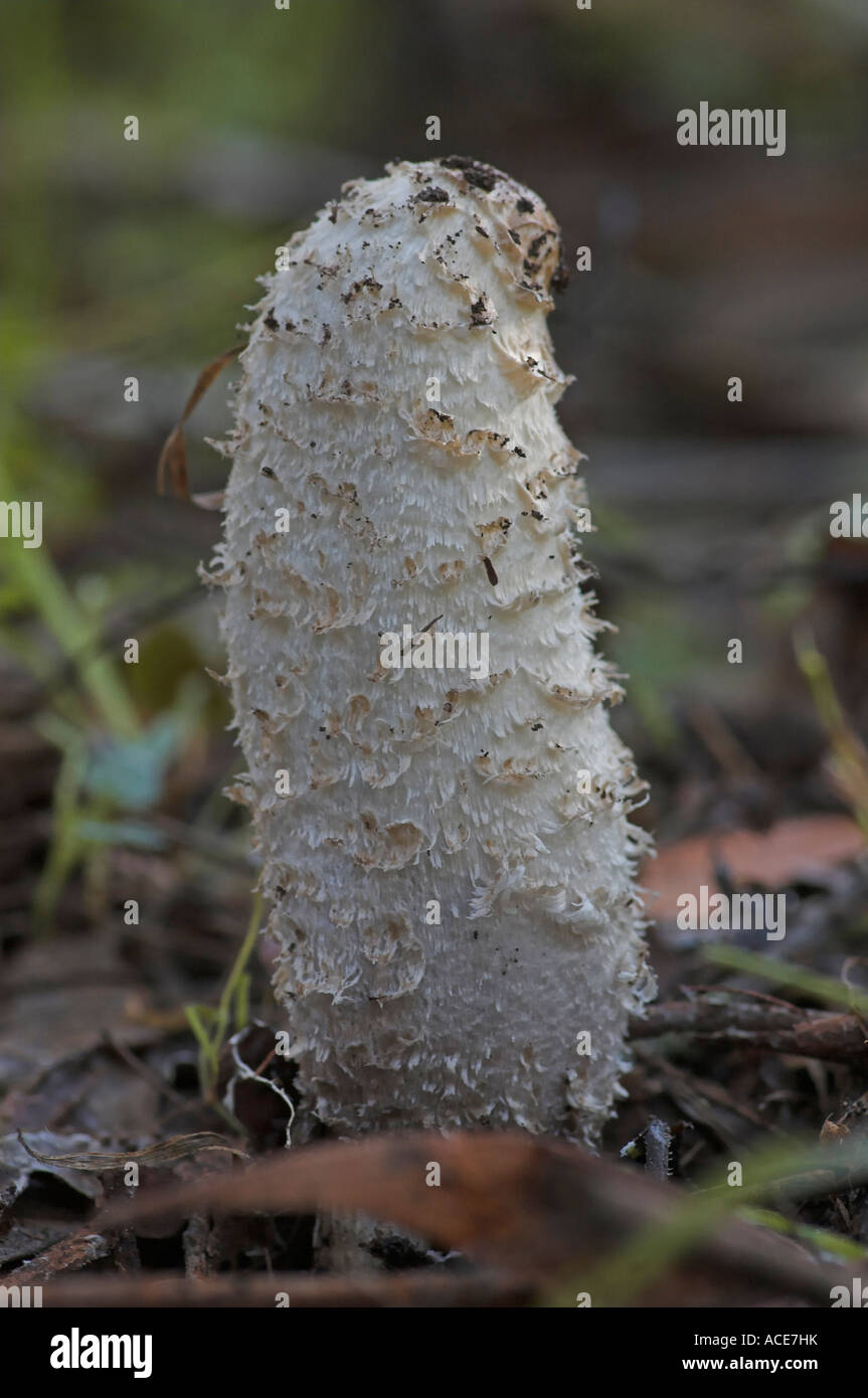 Phallic fruit hi-res stock photography and images - Alamy
