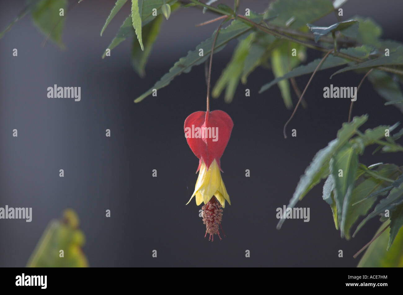 Chinese Lantern Flower Stock Photo - Alamy