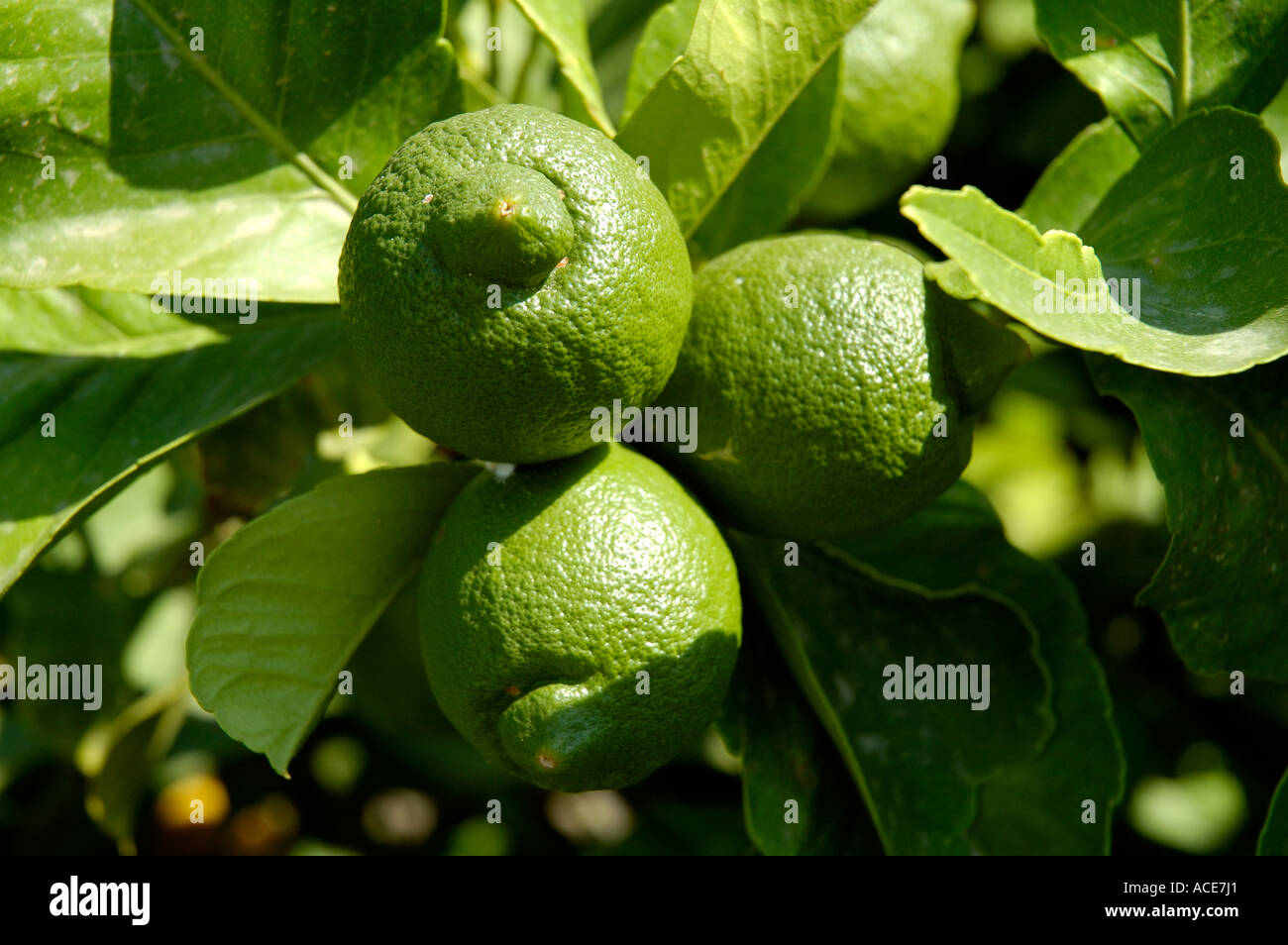 Three green lemons Stock Photo - Alamy