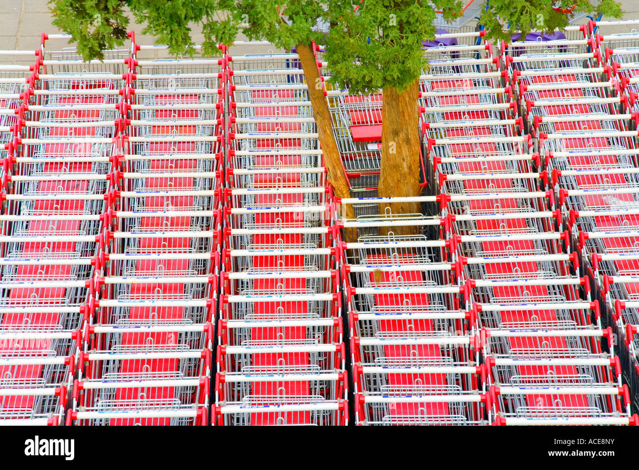 Rows of shopping carts Stock Photo - Alamy