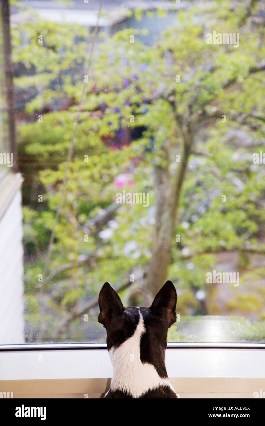 Small dog looking out window Stock Photo - Alamy