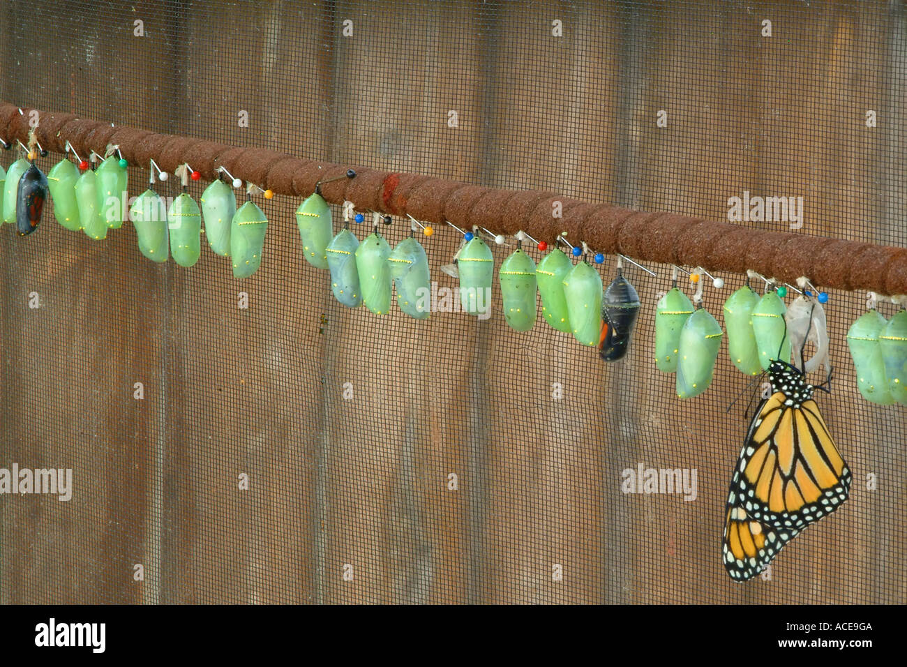 Fly larvae hatch hi-res stock photography and images - Alamy