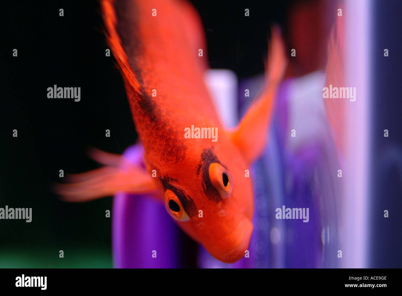 We hunt the flame hi-res stock photography and images - Alamy