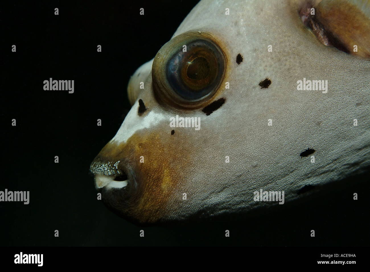 Dog face puffer hi-res stock photography and images - Alamy