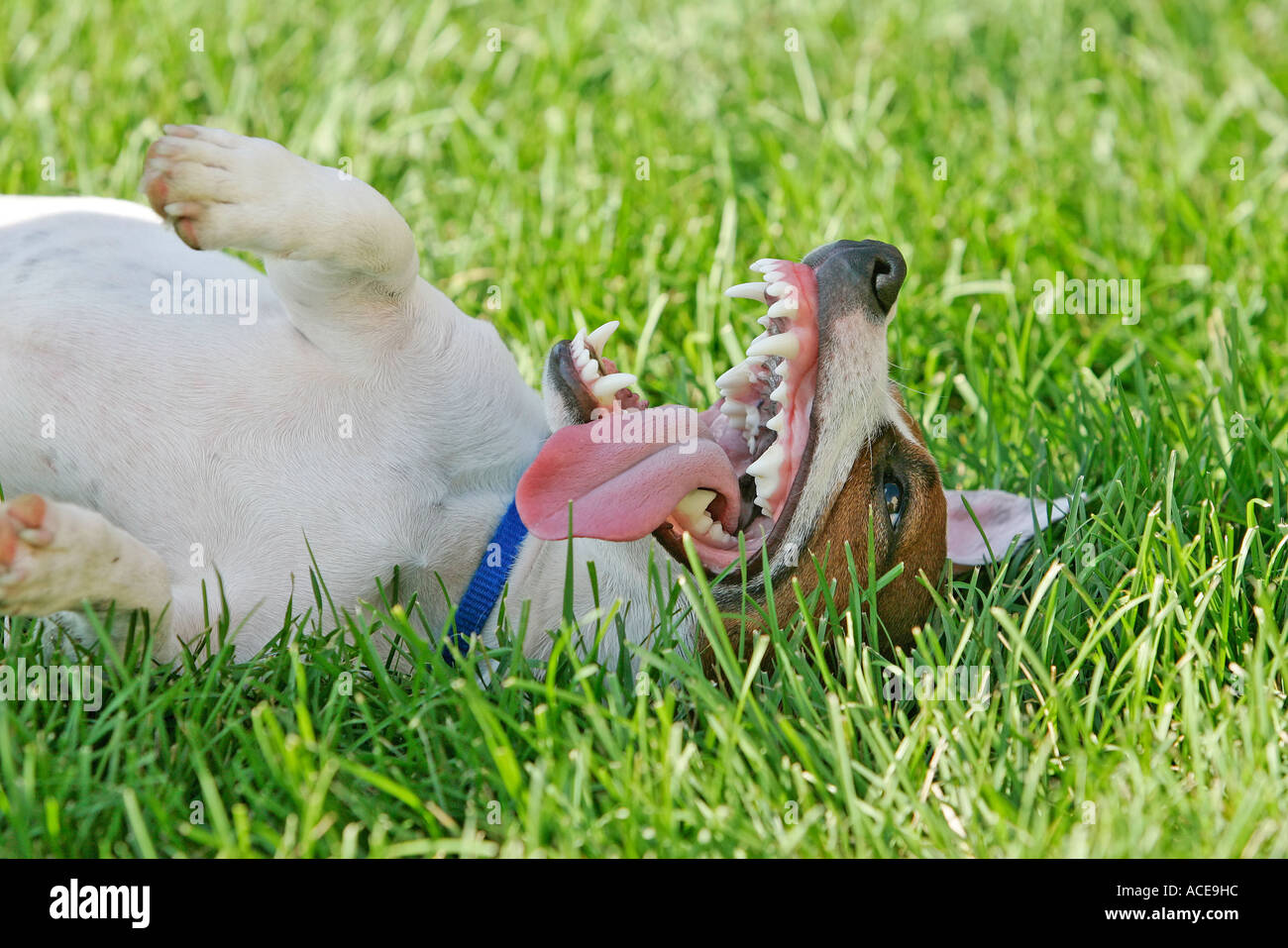 Dog jaws hi-res stock photography and images - Alamy