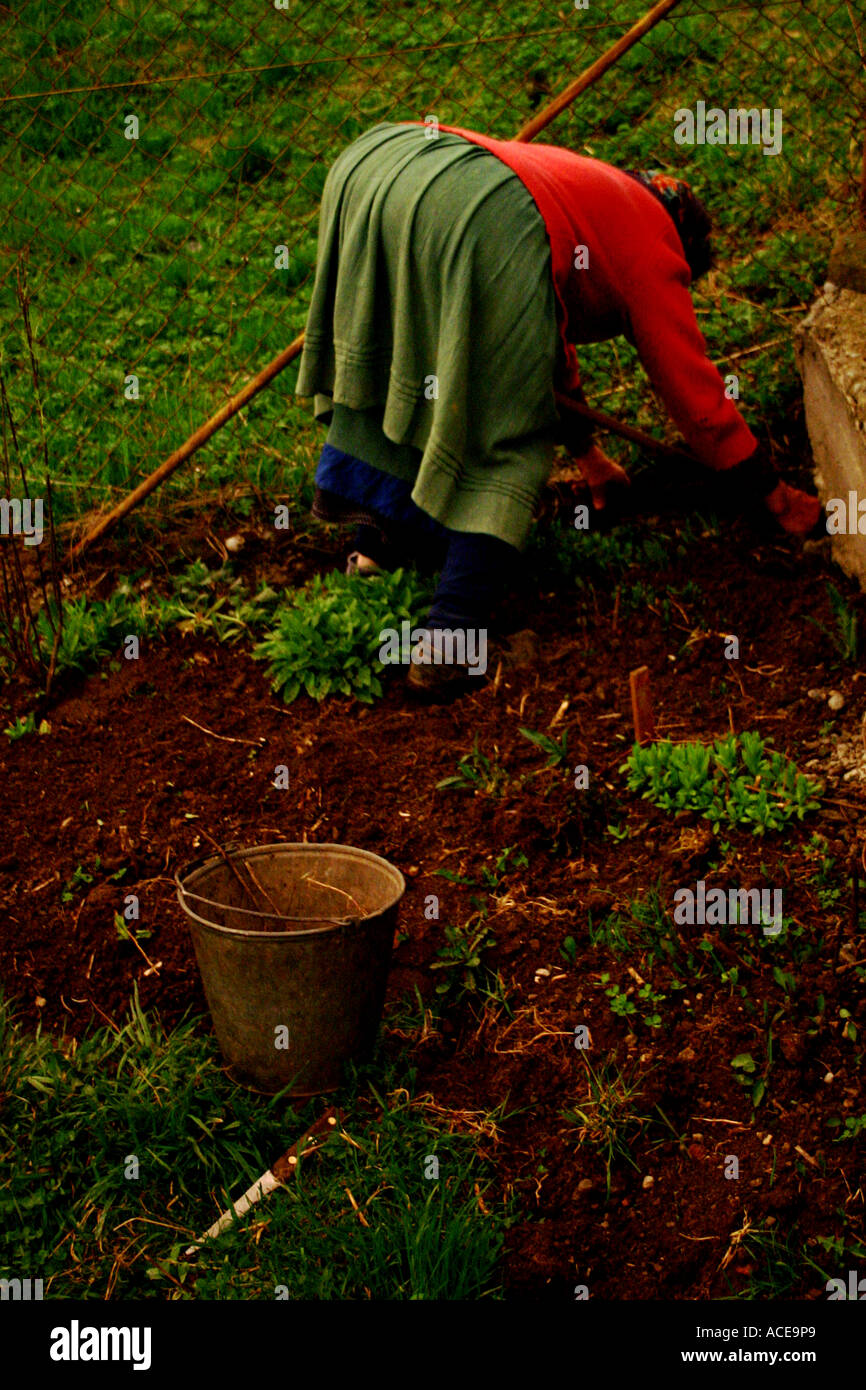 A photograph of an old woman weeding in Uloza, Slovakia Stock Photo - Alamy
