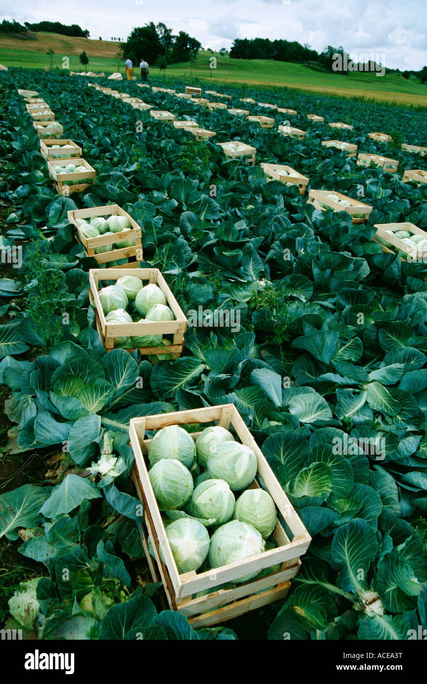 Cabbage harvest on a field Stock Photo - Alamy