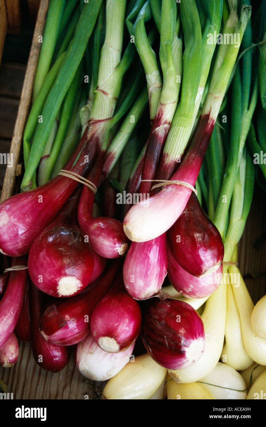 Fresh onions in bunches close-up Stock Photo - Alamy