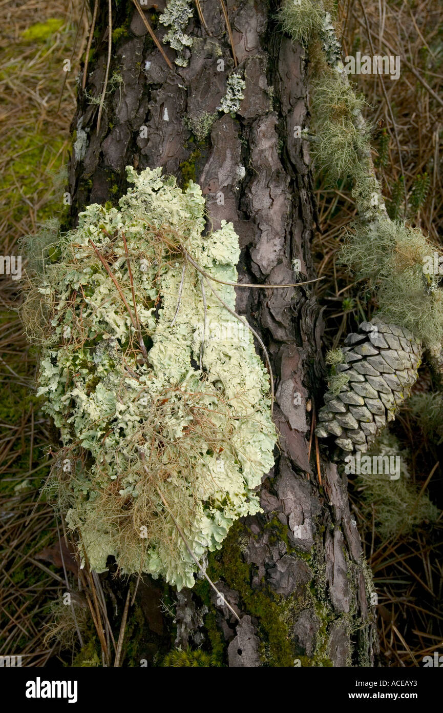 Tree lichen with cone hi-res stock photography and images - Alamy