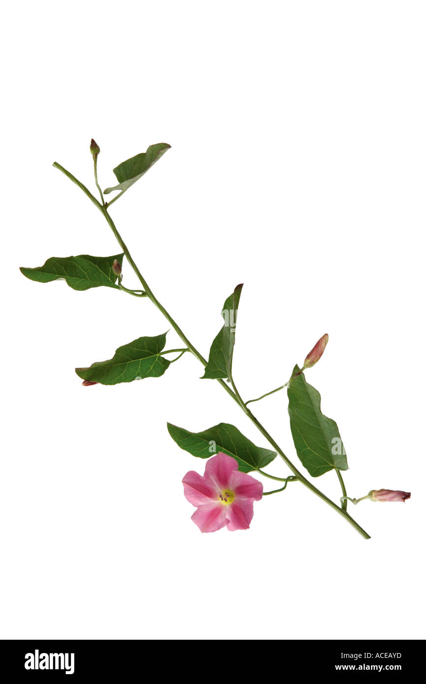 Convolvulus sp hi-res stock photography and images - Alamy