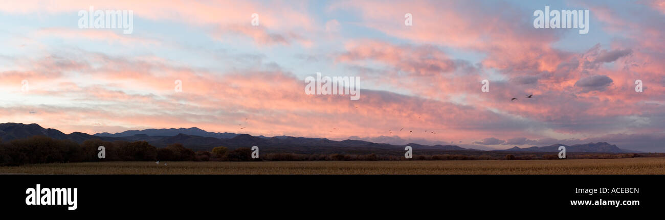 Bosque del Apache Sunset Stock Photo - Alamy