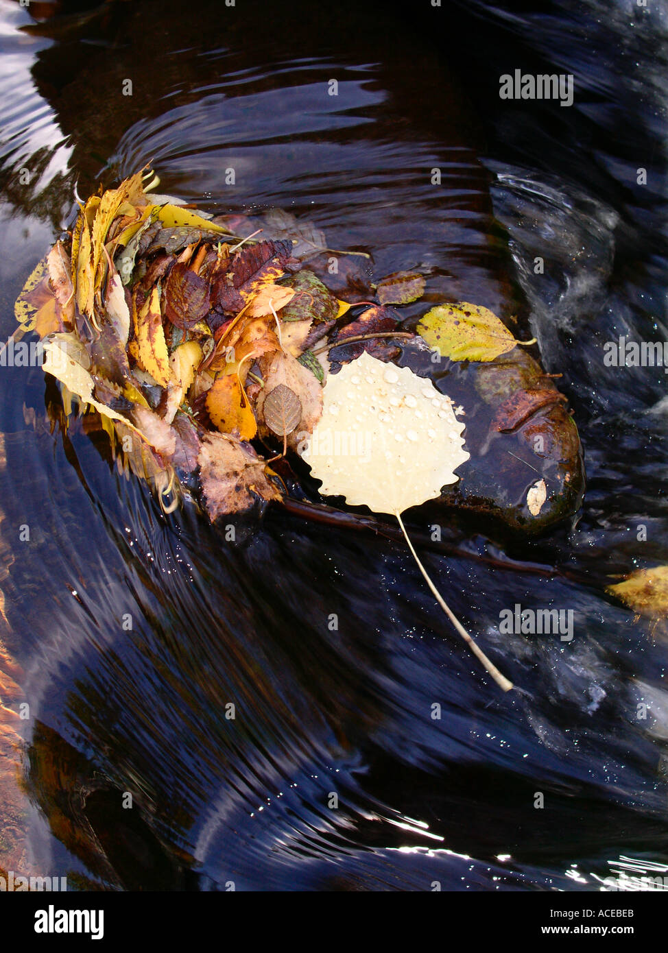 leaves in stream Stock Photo - Alamy