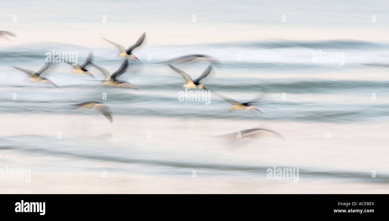 Black Skimmers in Flight Stock Photo - Alamy