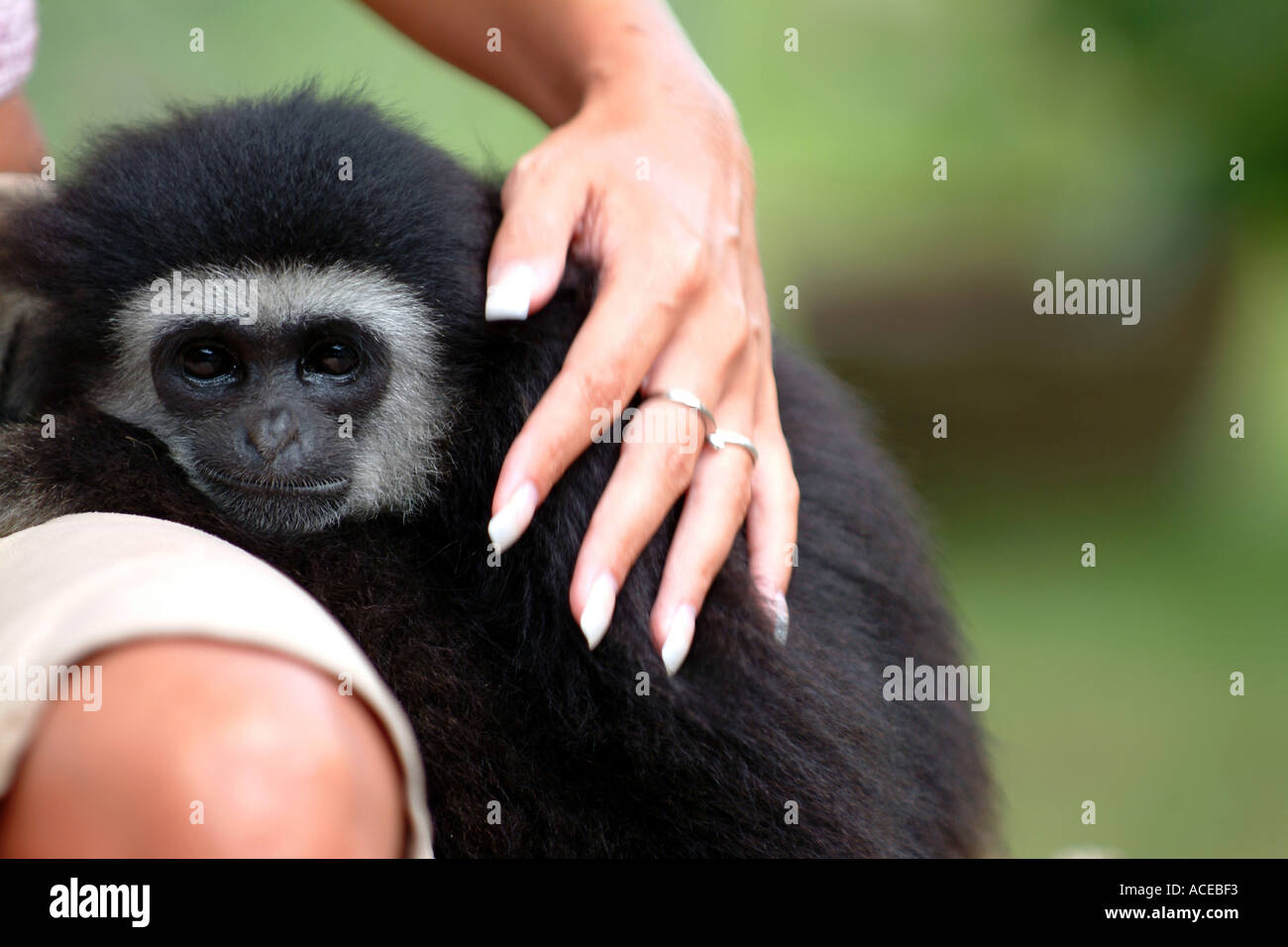 Petting monkey hi-res stock photography and images - Alamy