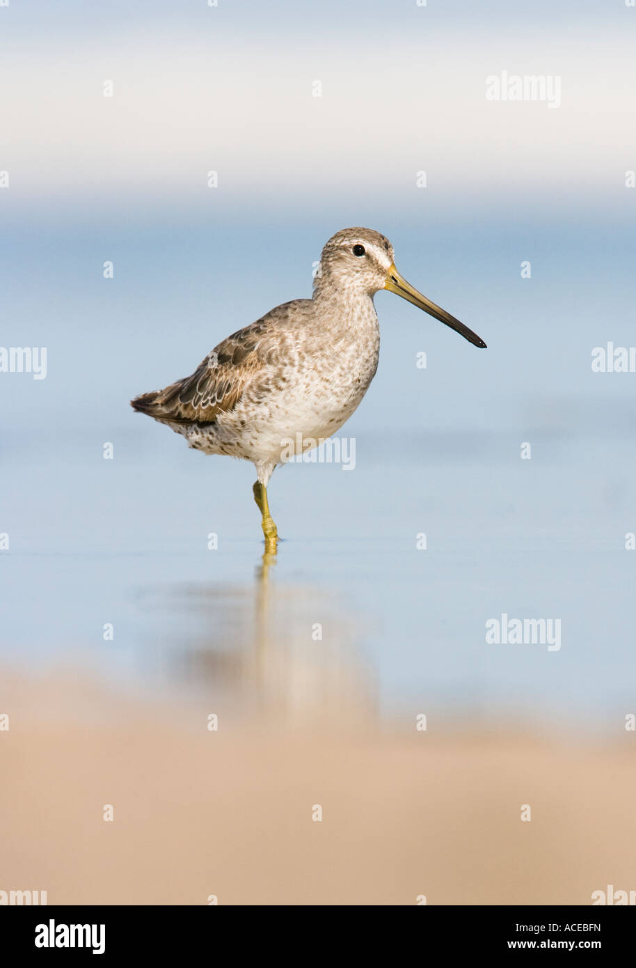 Short Billed Dowitcher portrait Stock Photo - Alamy