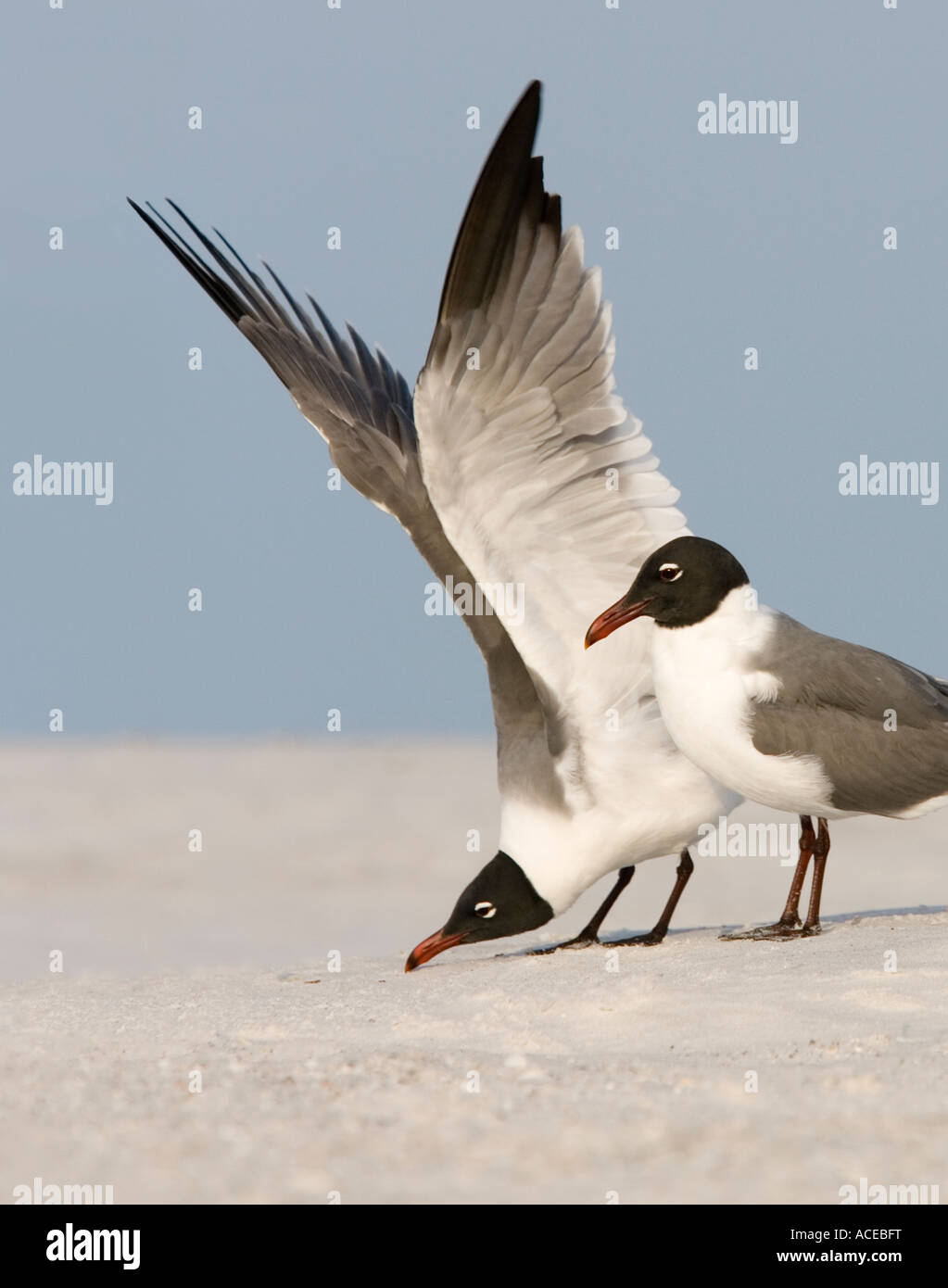 Laughing Gull stretching Stock Photo - Alamy