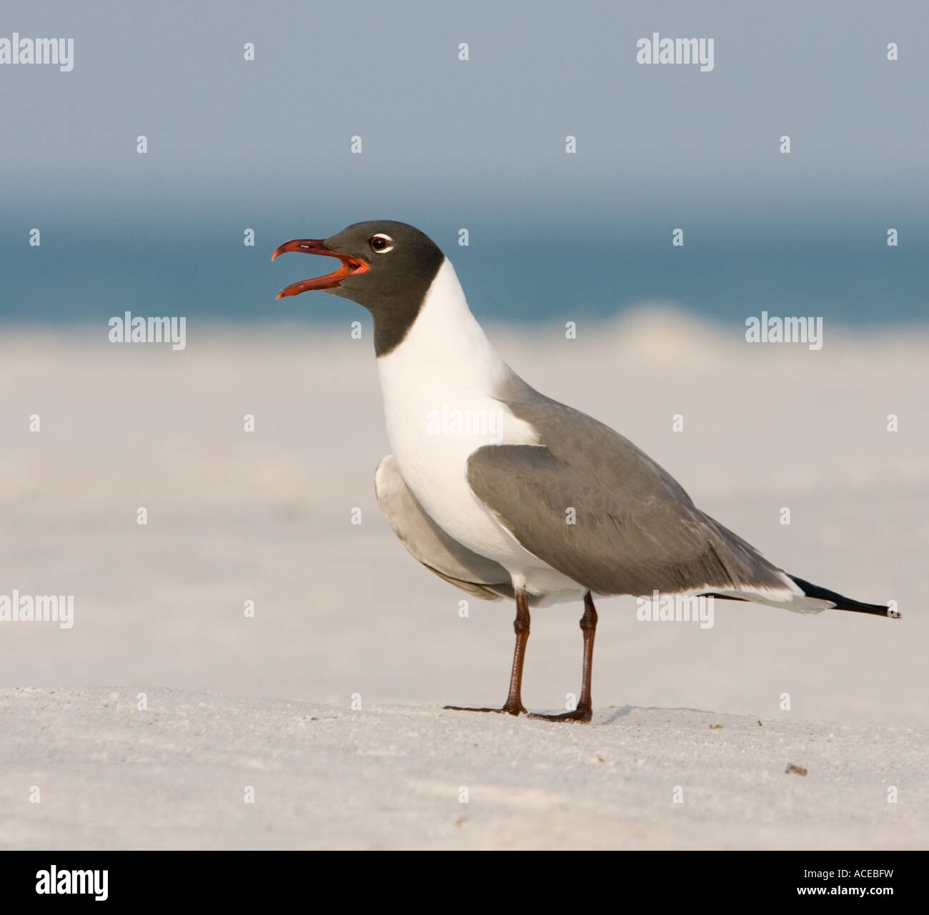 Laughing Gull calling Stock Photo - Alamy