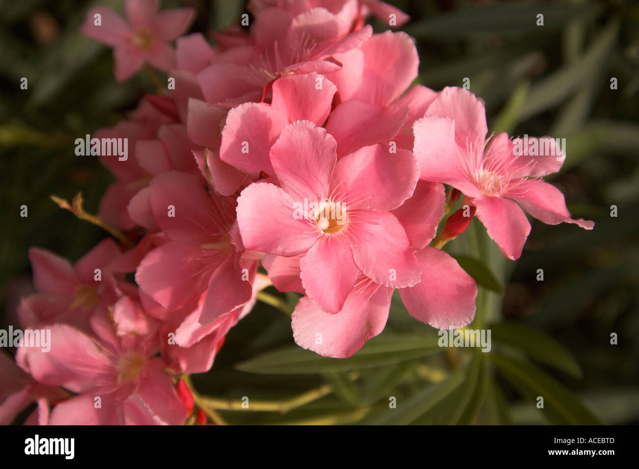 Flower at Renaissance Mumbai Marriott Hotel India Stock Photo - Alamy