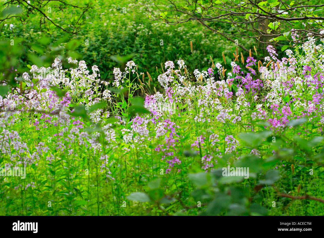 Summer glade with Dames Violet wildflowers Hesperis Matronalis Stock ...