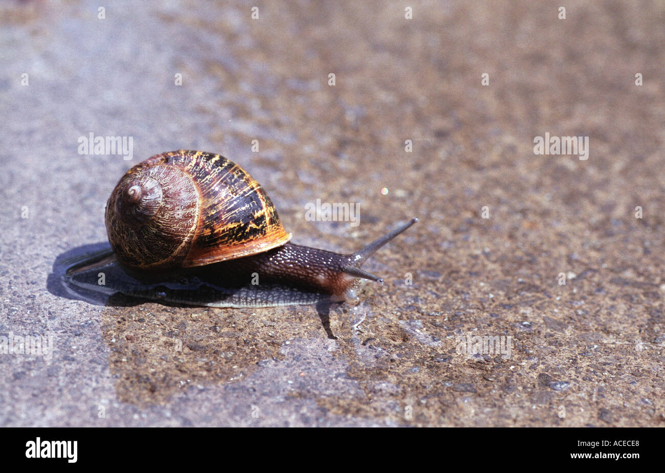 Snails curves hi-res stock photography and images - Alamy