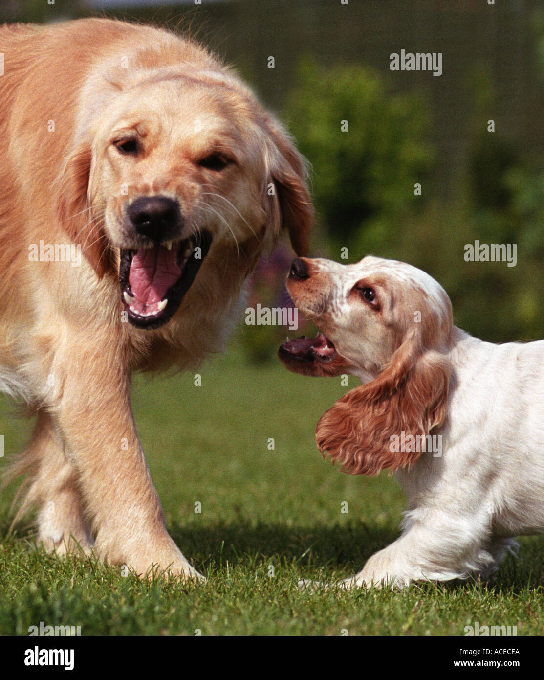 Two dogs playing Stock Photo - Alamy