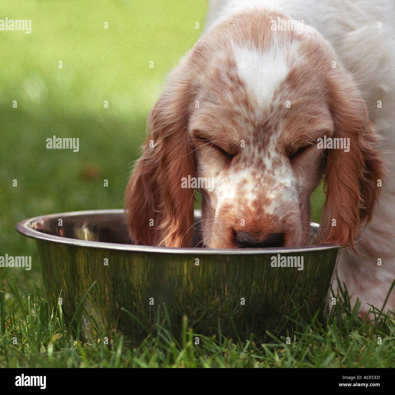 Cocker Spaniel drinking water Stock Photo - Alamy