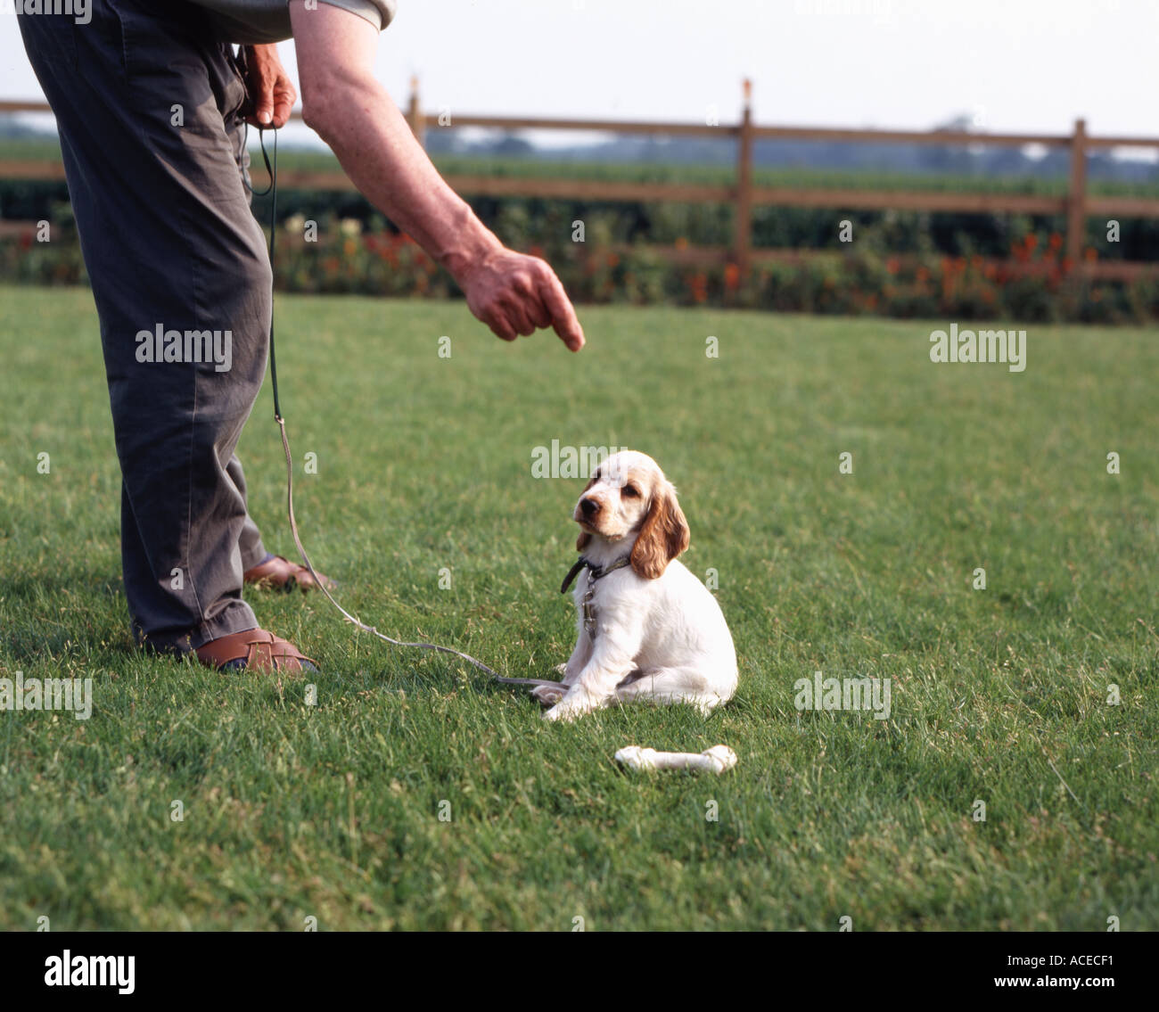 Cocker Spaniel puppy training Stock Photo - Alamy