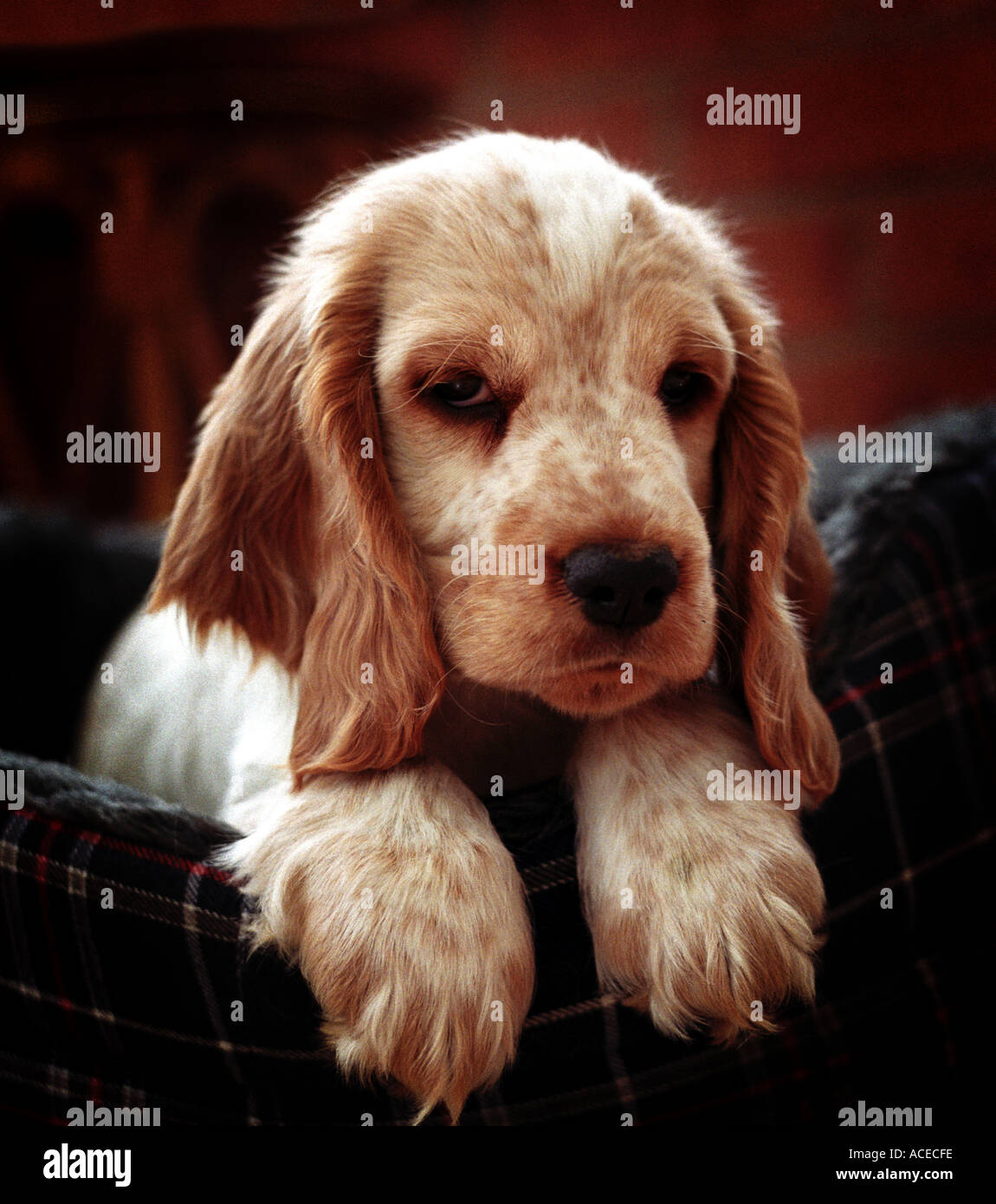 Working cocker spaniel at home hi-res stock photography and images - Alamy