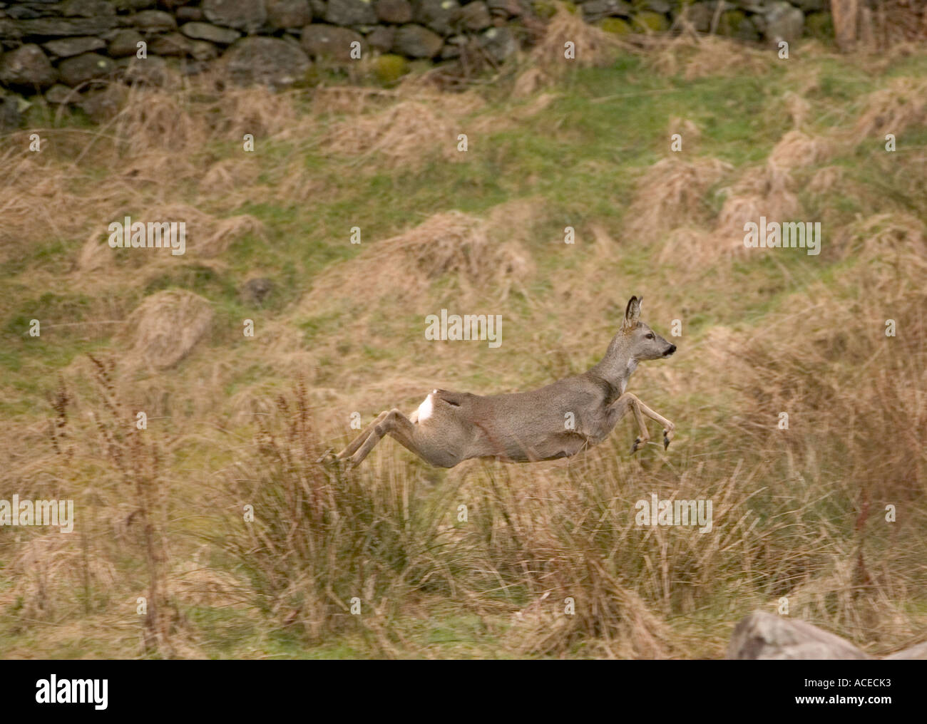 Deer flee hi-res stock photography and images - Alamy