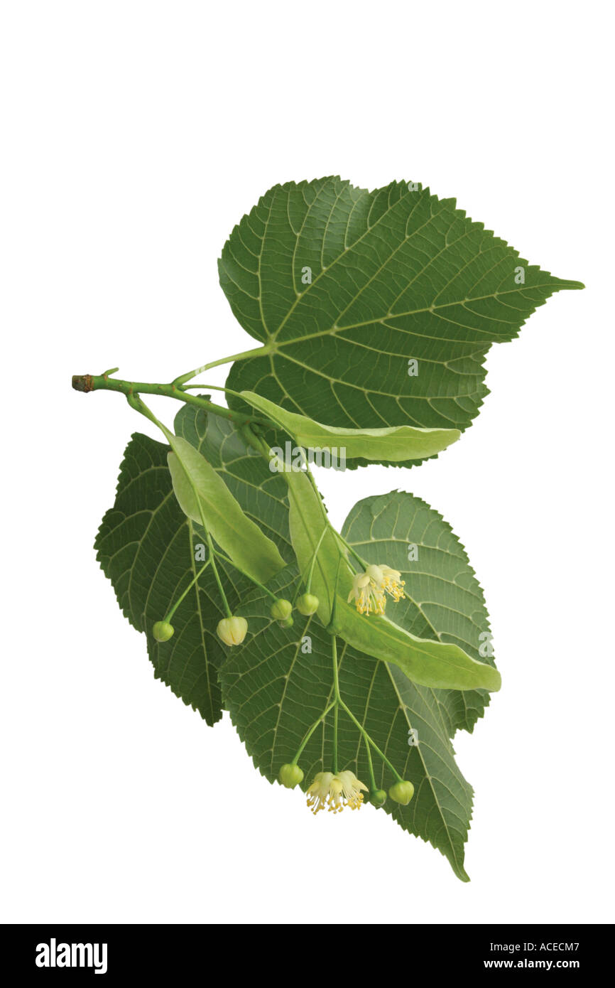 Large-leaved lime - Tilia platyphylos Stock Photo - Alamy