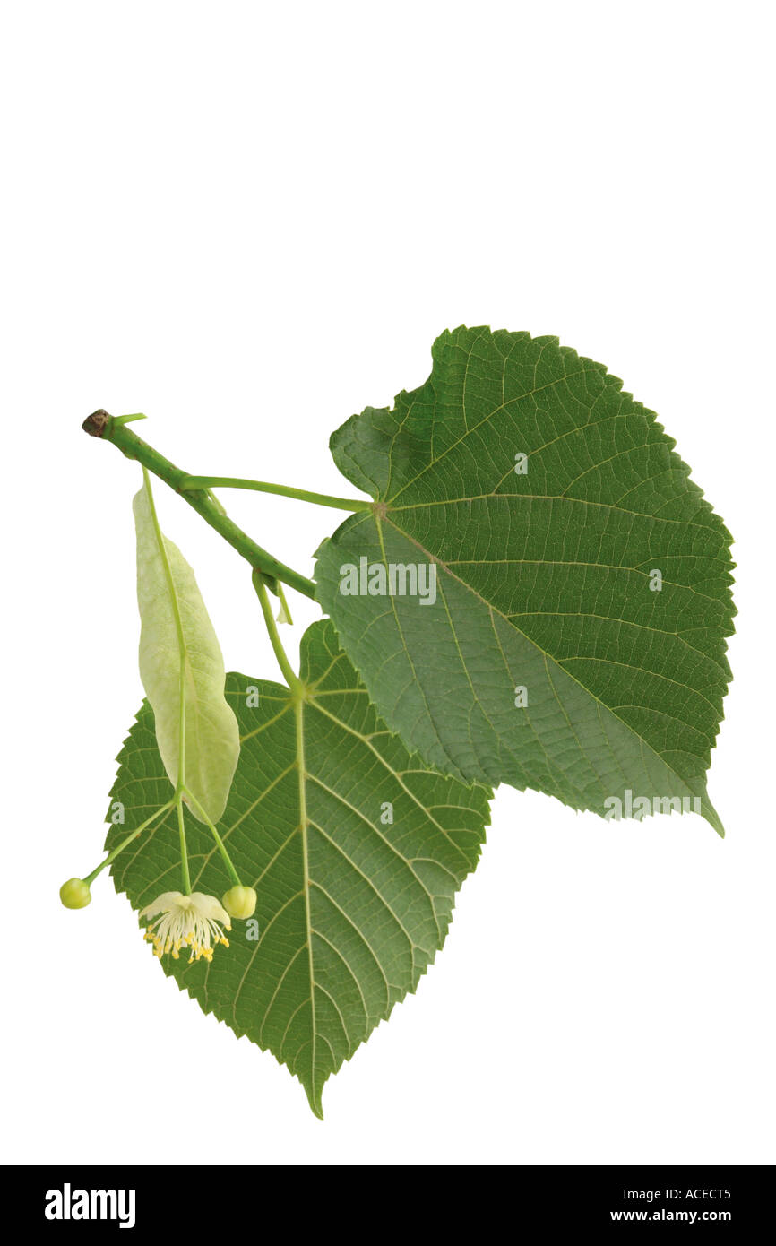 Small-leaved lime - Tilia cordata Stock Photo - Alamy