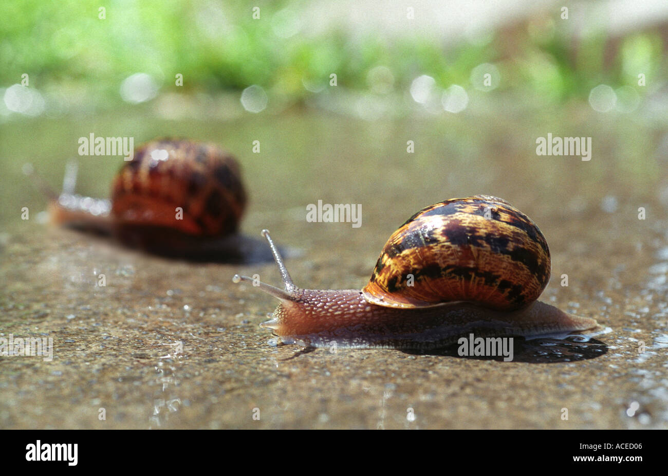 Five snails hi-res stock photography and images - Alamy