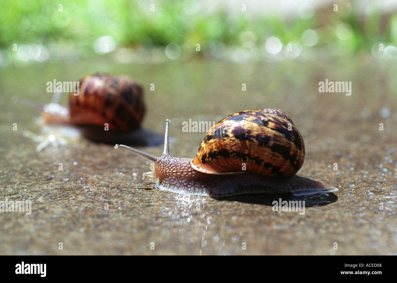 Snails curves hi-res stock photography and images - Alamy