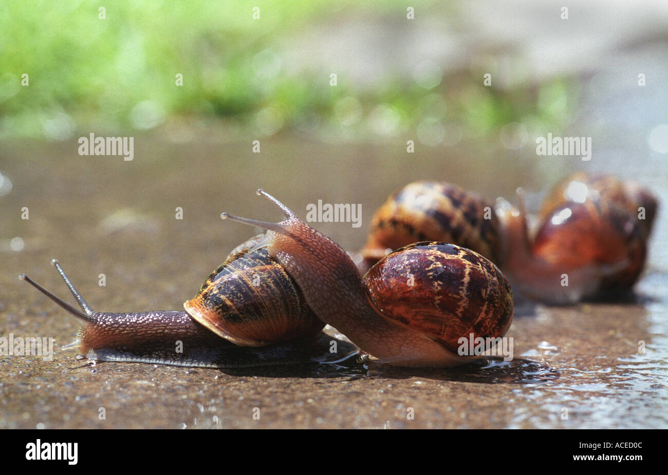 Five snails hi-res stock photography and images - Alamy