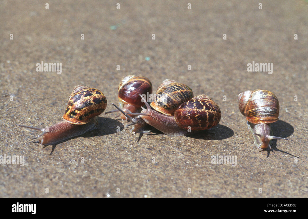 Five snails hi-res stock photography and images - Alamy