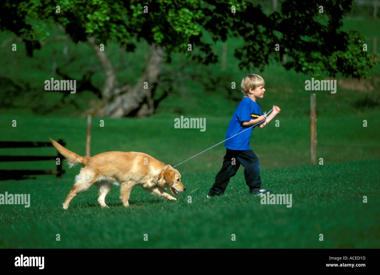 Boy walking dog on lead Stock Photo - Alamy