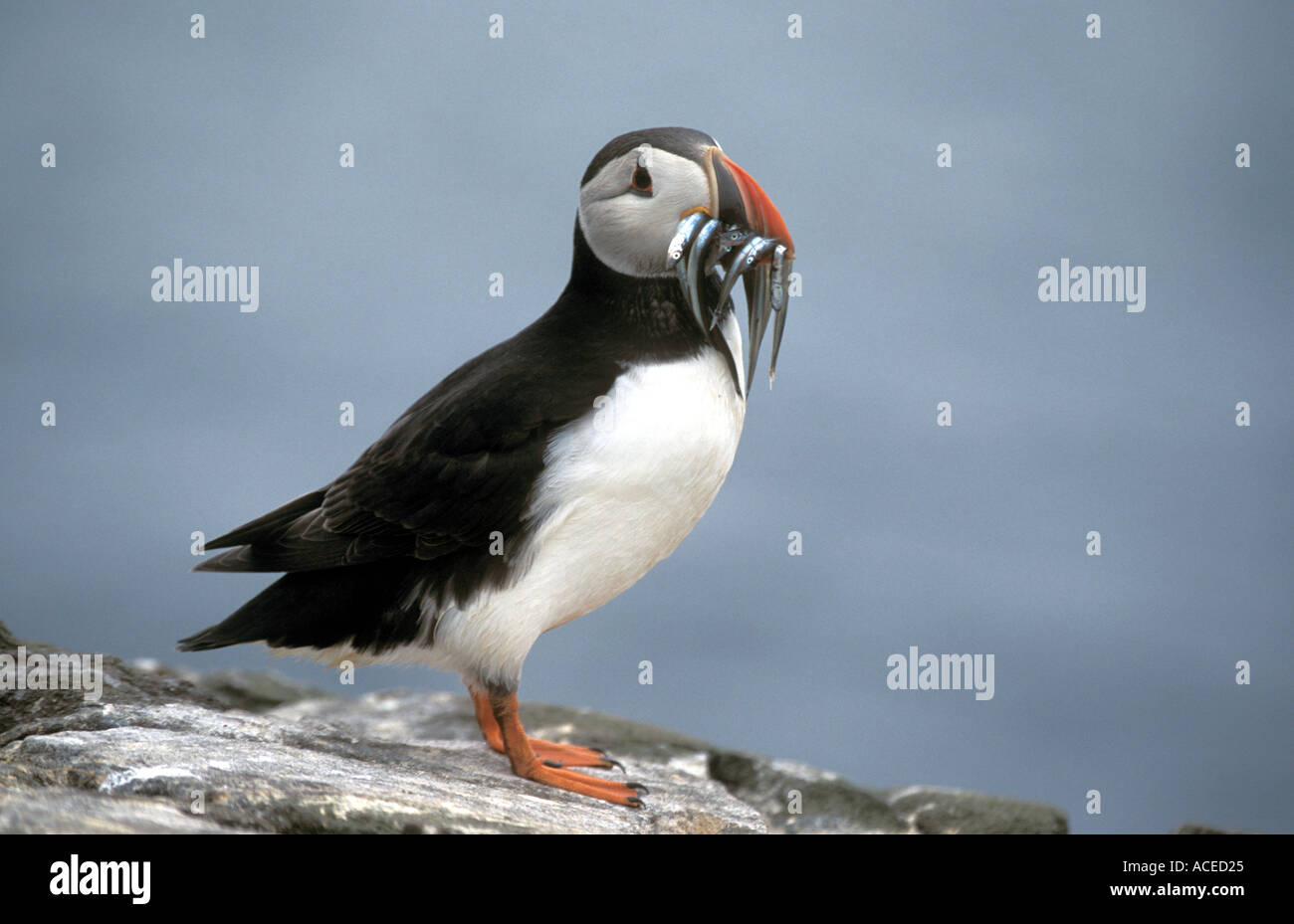 Puffin texture hi-res stock photography and images - Alamy