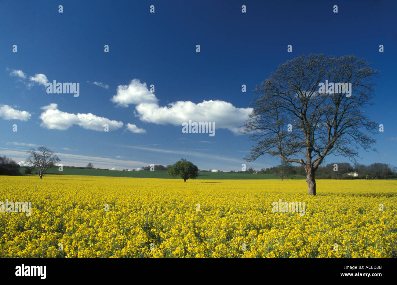 Oilseed rape field in full flower Stock Photo - Alamy