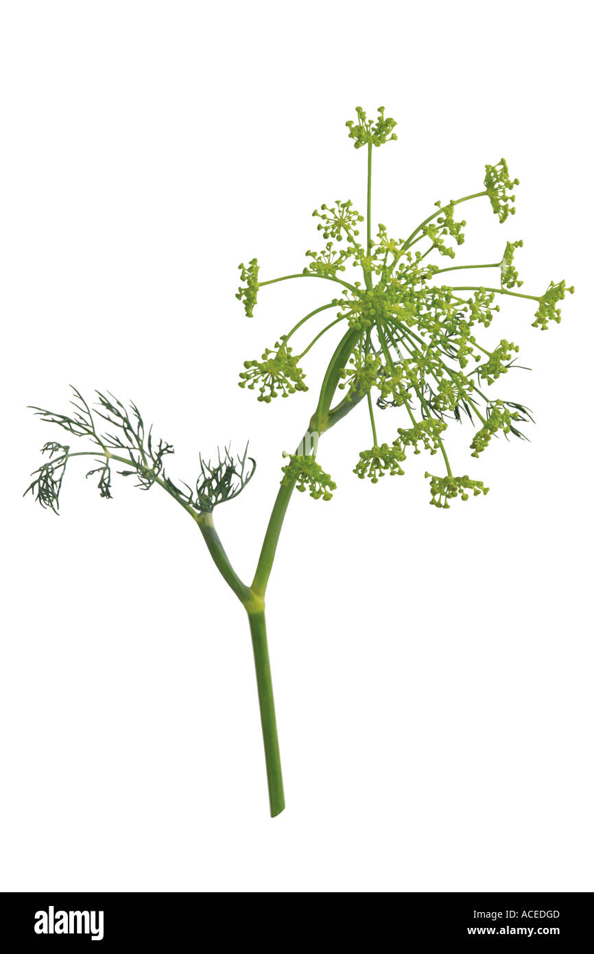 Anethum graveolens illustration hi-res stock photography and images - Alamy