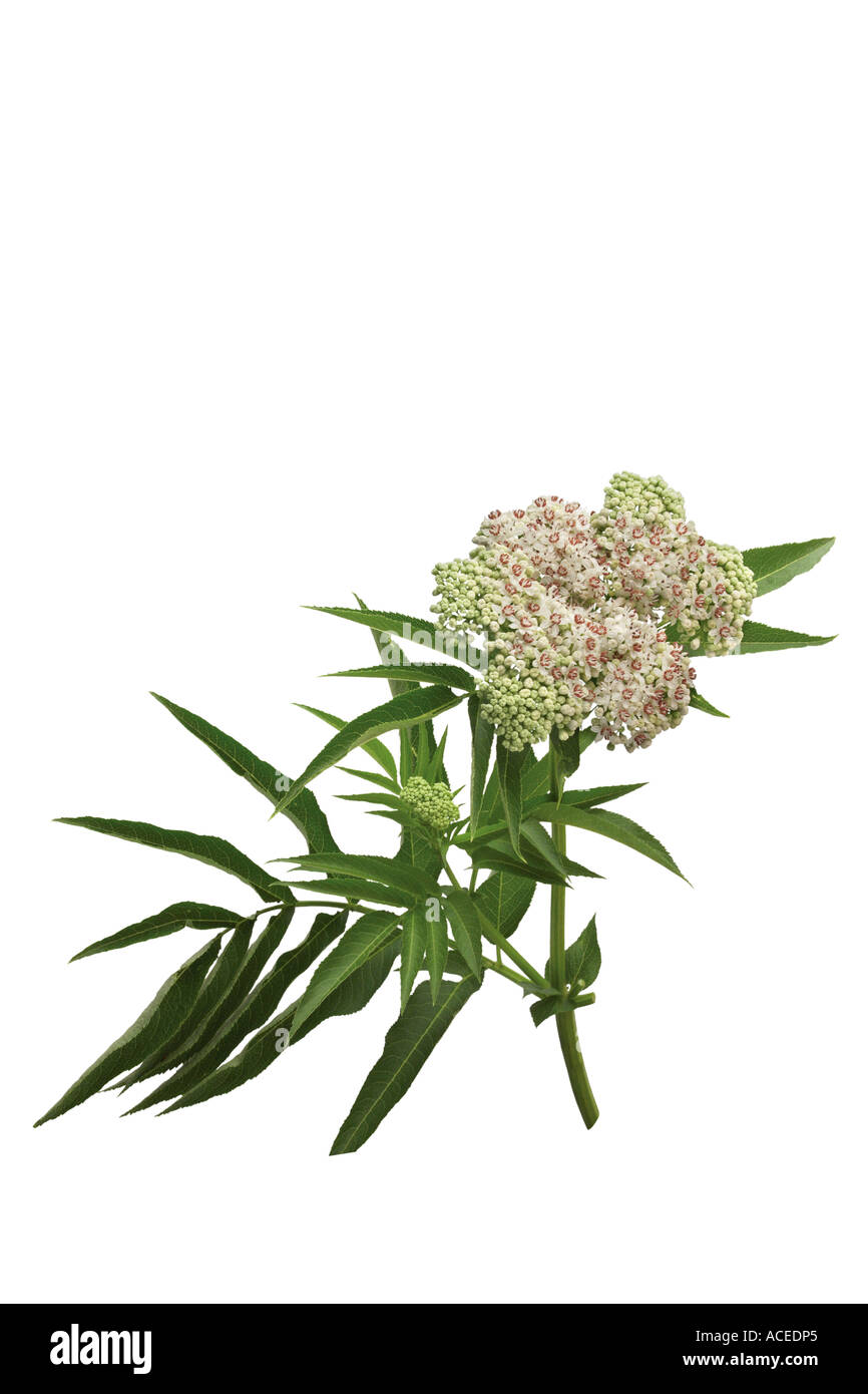 Dwarf Elder - Sambucus ebulus Stock Photo - Alamy
