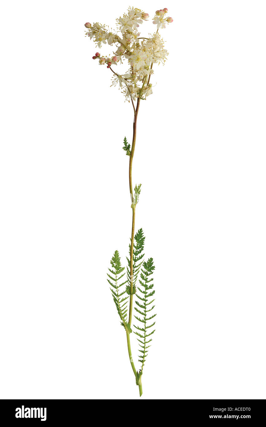 Dropwort macro hi-res stock photography and images - Alamy