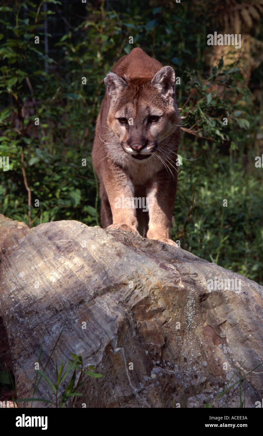 Mountain Lion hunting Stock Photo - Alamy