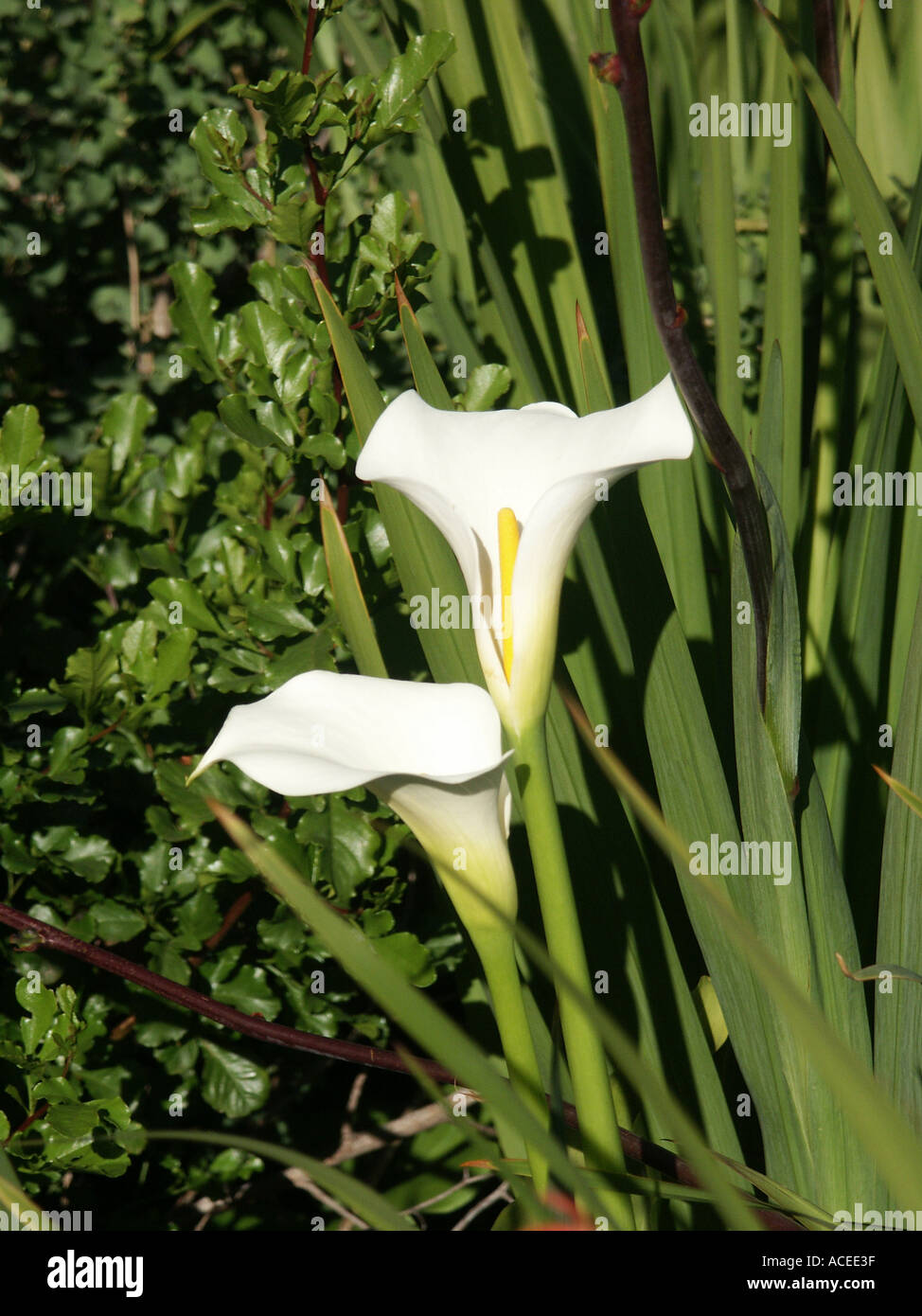 Zantedeschia aethiopica White Arum Lily Varkblom Afr Stock Photo - Alamy