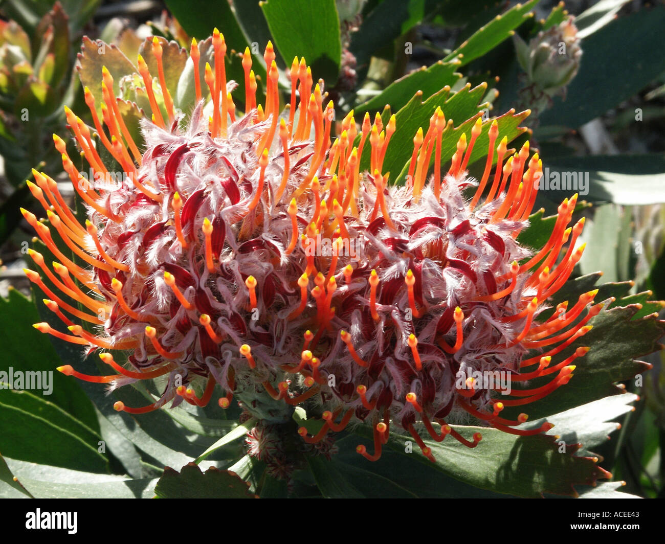 Glabrum High Resolution Stock Photography and Images - Alamy
