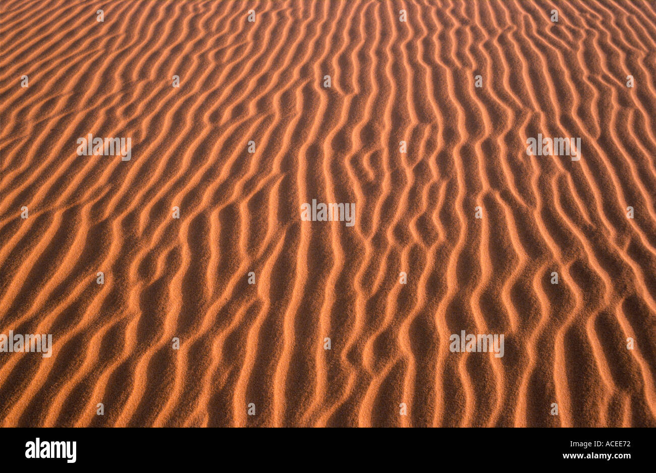 Sand ripples in Sahara desert Stock Photo - Alamy