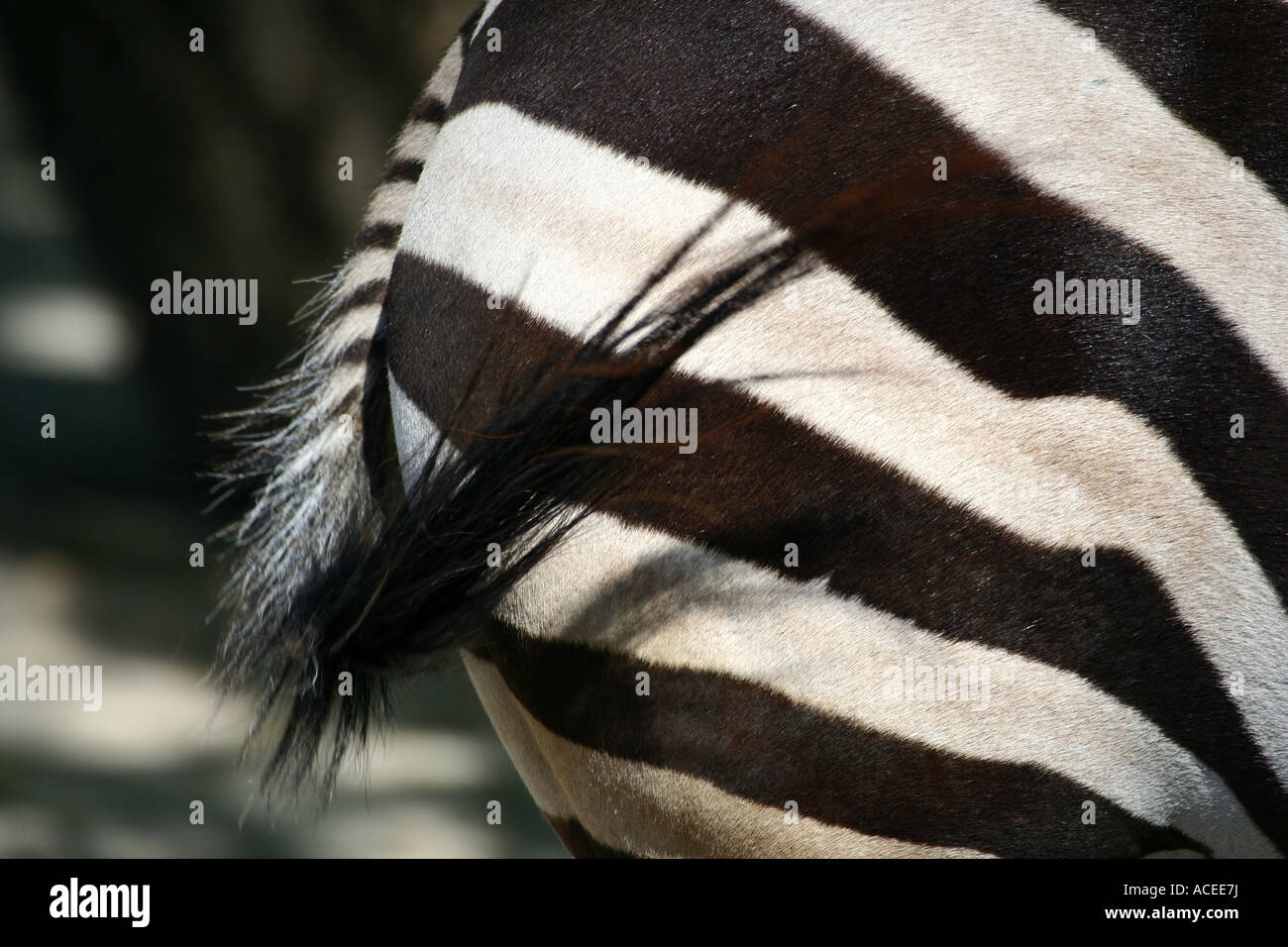 Zebra tail closeup hi-res stock photography and images - Alamy