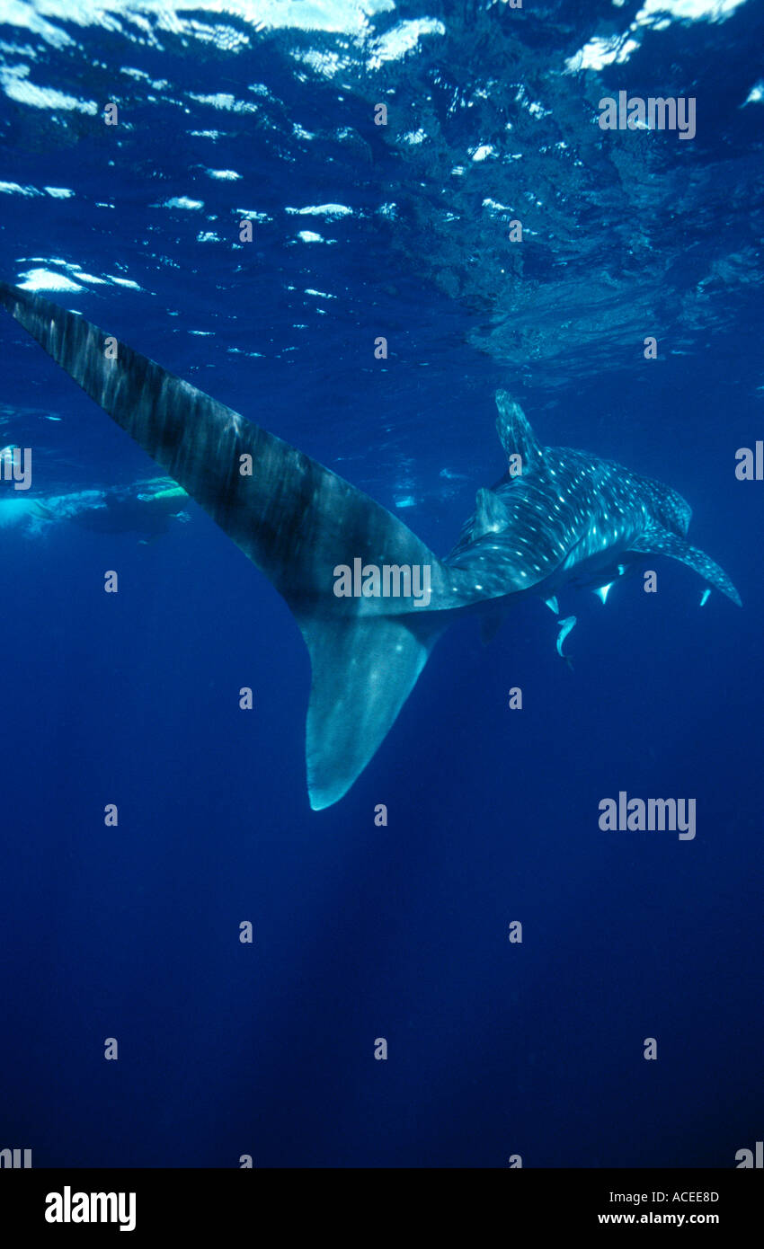 Caudal tail fin whale shark hi-res stock photography and images - Alamy